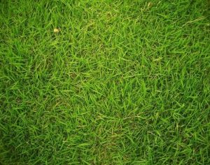 Harga Rumput Jepang Per Meter Dan Cara Menanamnya