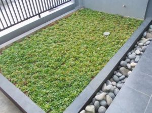 Harga Rumput Gajah Mini Lengkap Dengan Cara Menanamnya